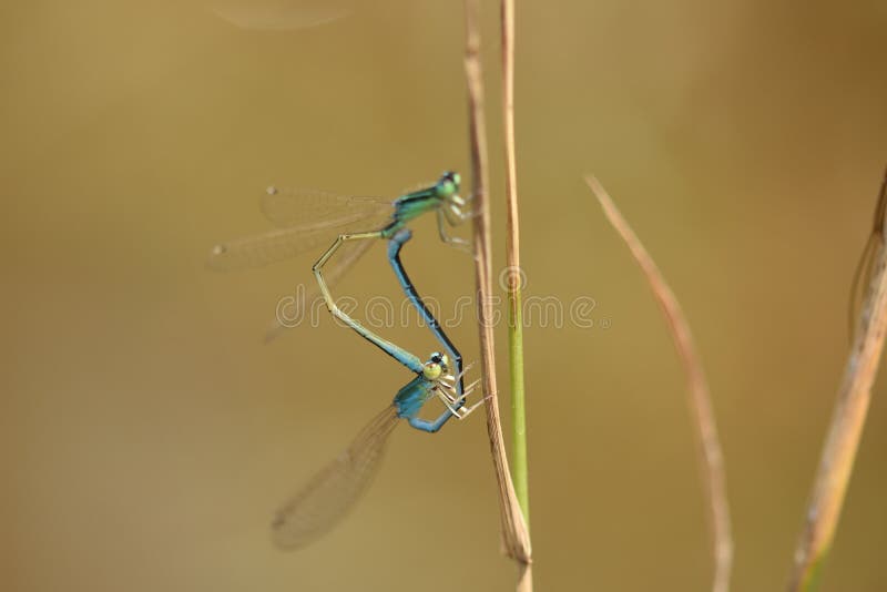 Dragonfly love stock photo. Image of yellow, nature - 102394790