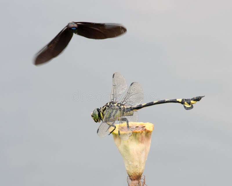 Dragonflies Fight Photos - Free & Royalty-Free Stock Photos from Dreamstime