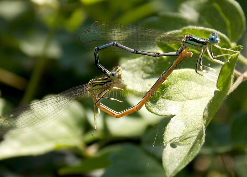 Two dragonflies stock photo. Image of nature, dragonflies - 99743850