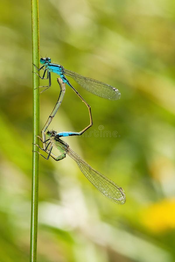 Two dragonfly stock photo. Image of dragonfly, invertebrates - 27367206