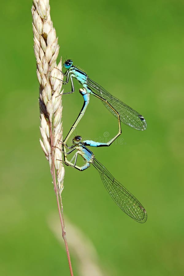 Two dragonfly mating. stock photo. Image of background - 306795422