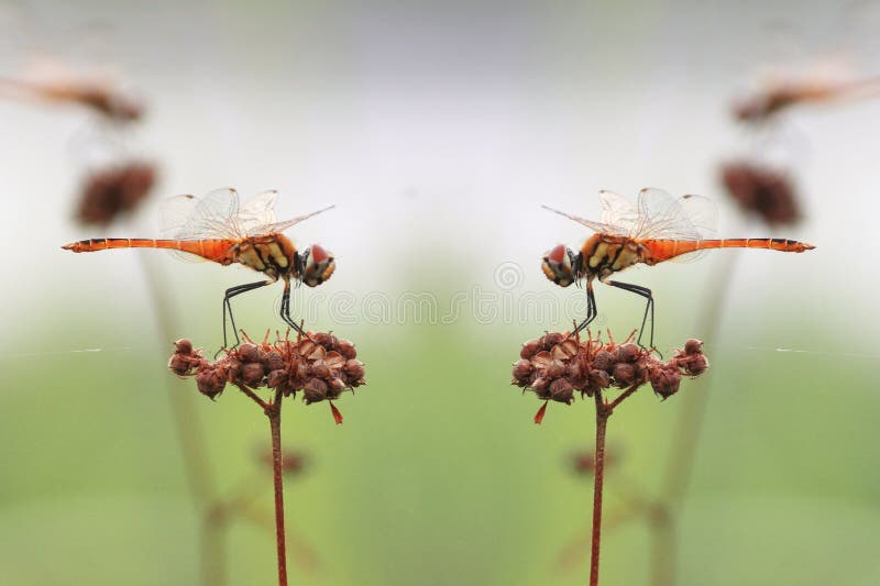 Two Dragonfly Insect Detail Mindspeech Stock Photo - Image of dragonfly ...