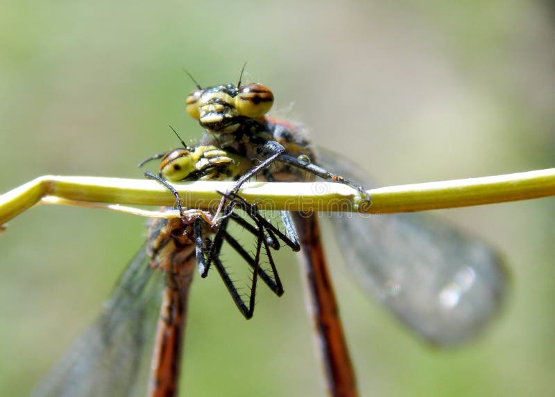 Two Dragonfly stock photo. Image of nature, plant, dragonfly - 99895092
