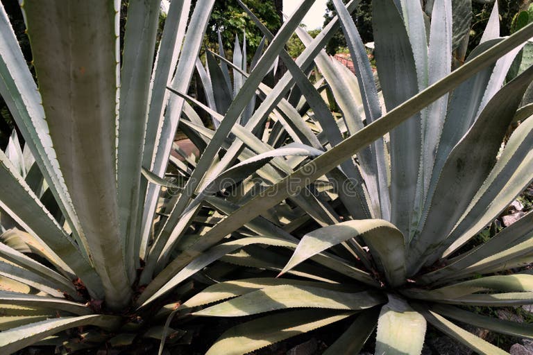 Two dried agave plants stock image. Image of tequila - 197731773
