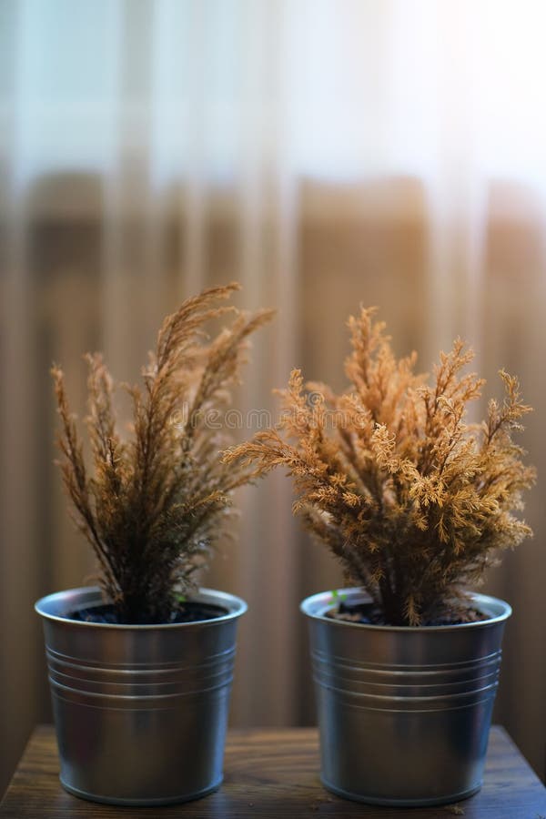 Two Dried Decorative Plants in Metal Pots Stock Image - Image of ...