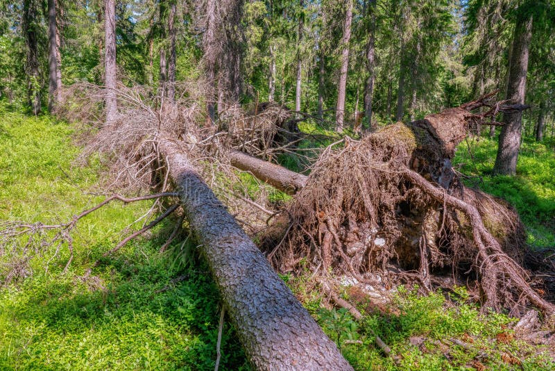 Two Dried Fallen after Storm Spruce Trees Lay in Summer Forest. Dried ...