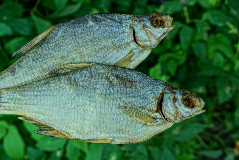 Two Dried Fish on a Background of Green Leaves Stock Photo - Image of ...