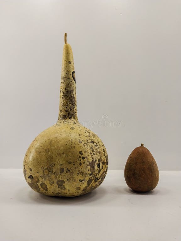 Two Dried Gourds, One Large with Spots and One Small Reddish Stock ...