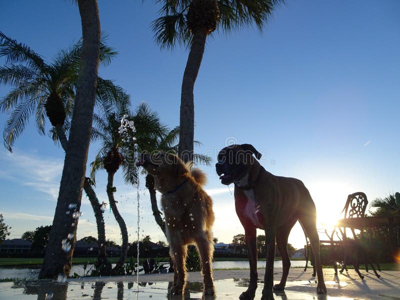 Two drinking dogs stock image. Image of silly, pool - 110810863