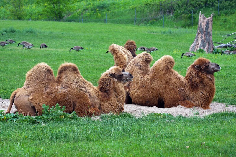 Two Dromedaries or Camels stock photo. Image of life - 27041270