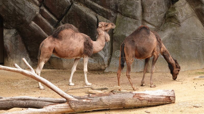 Two dromedaries (camel). stock photo. Image of natural - 30454832