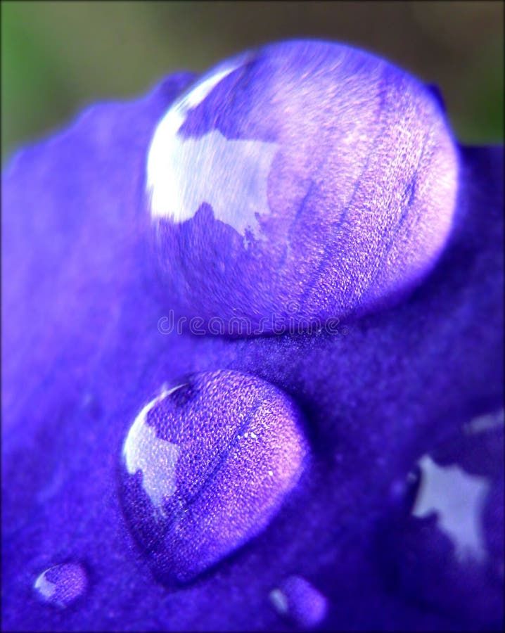 Two drops stock photo. Image of summer, form, violet - 11818710