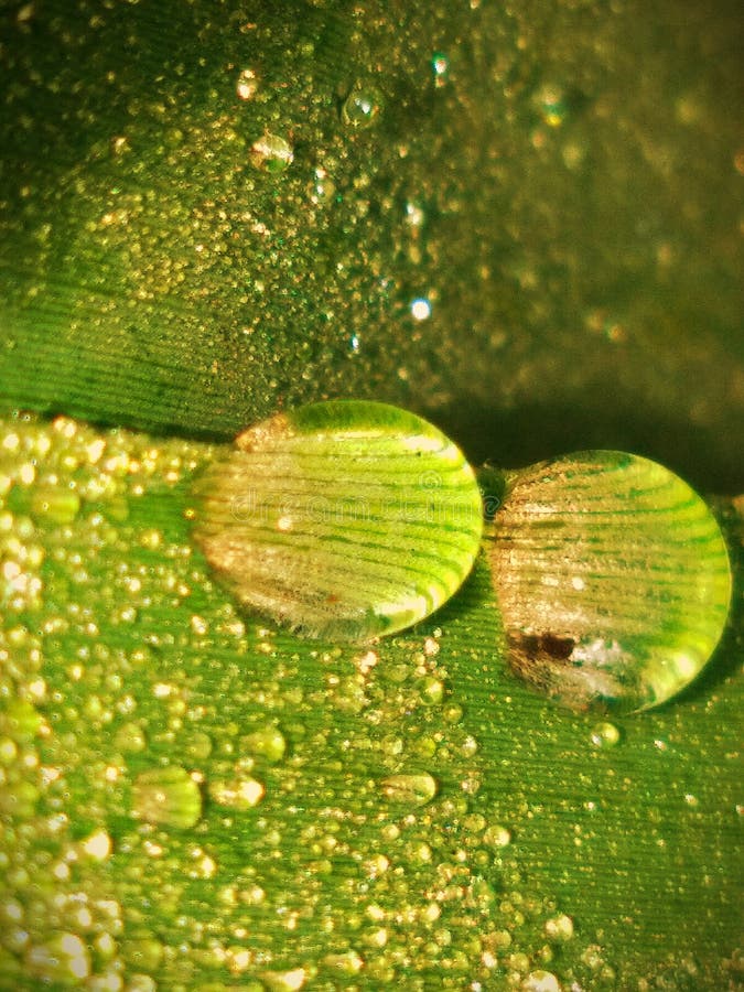 Two drops stock image. Image of natural, detail, morning - 8220177