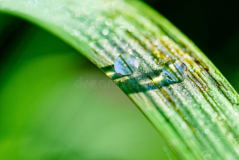 Two drops stock image. Image of raindrop, plant, sphere - 50152859