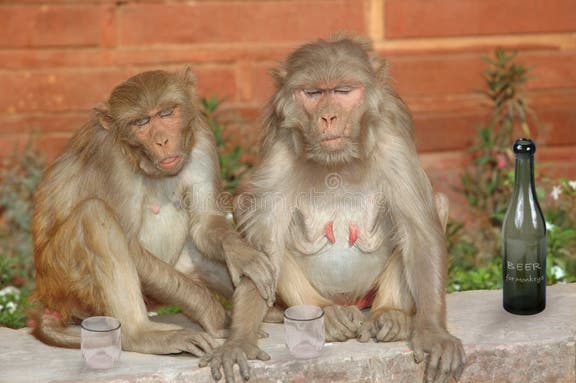 Two drunken monkey stock photo. Image of mammal, animal - 25280344