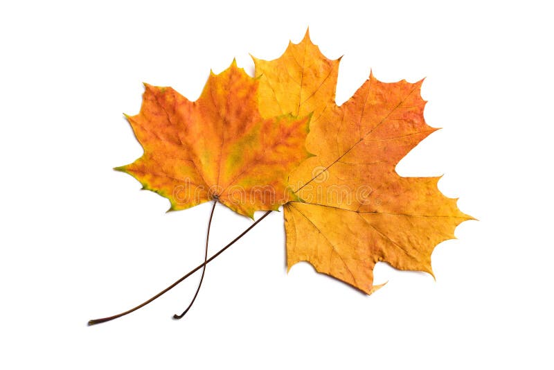 Two Dry Autumn Leaves Isolated Stock Photo - Image of maple, nature ...