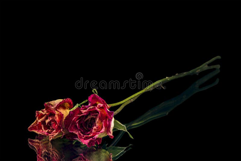 147 Two Dead Dried Roses Stock Photos - Free & Royalty-Free Stock ...