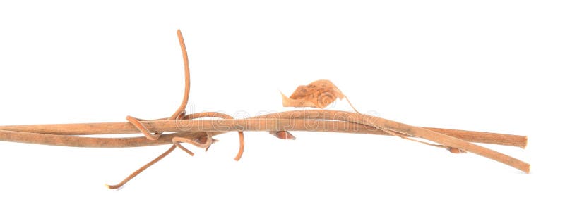 Two Dry Tree Twigs on White Background Stock Photo - Image of branches ...