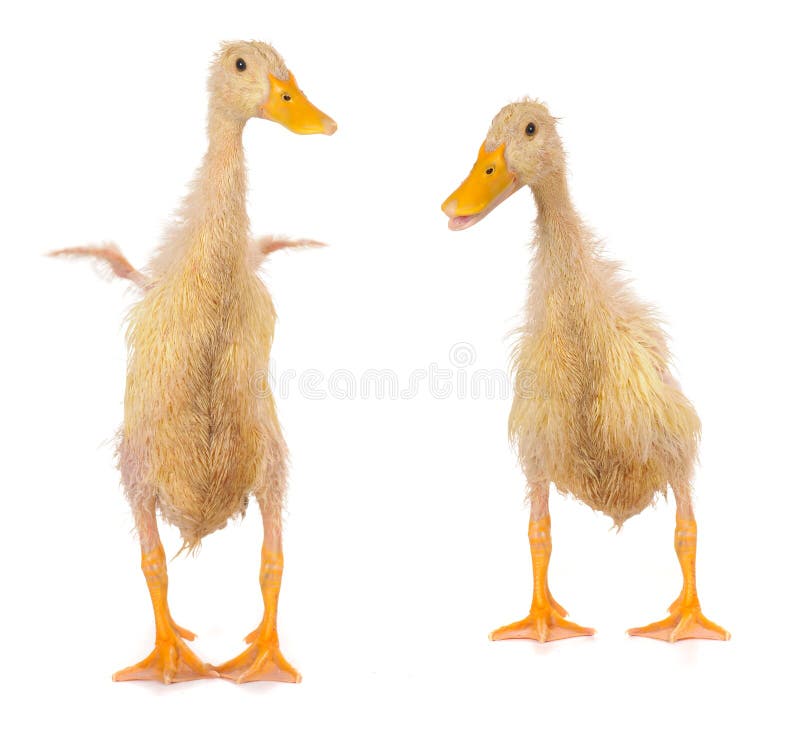 Two duck stock image. Image of wildlife, brown, waterfowl - 15937905