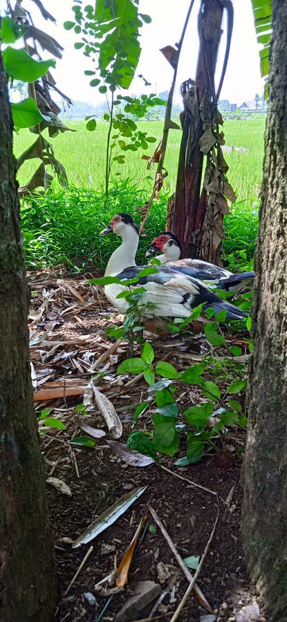 Two Duck Enjoy in the Field Stock Image - Image of tree, green: 248999869