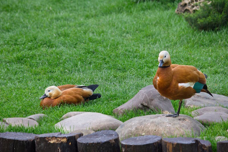 Two duck ogar closeup stock image. Image of season, close - 156261891