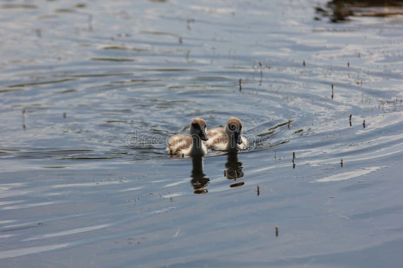 Two duckling brothers stock image. Image of walk, bird - 321545545