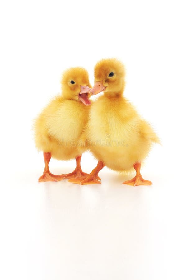 Cute baby ducklings stock image. Image of lovable, duckling - 8939541