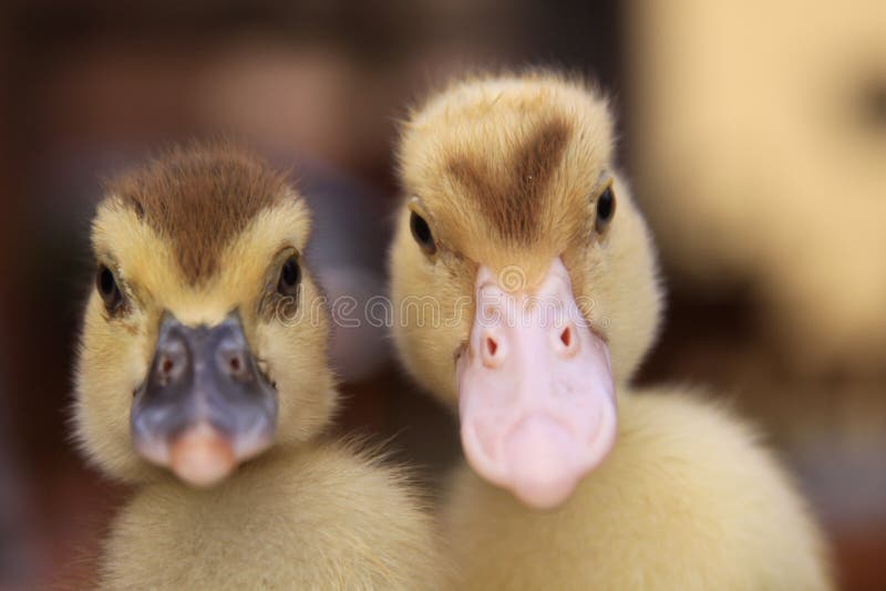 Two ducklings stock image. Image of farm, golden, baby - 14855155