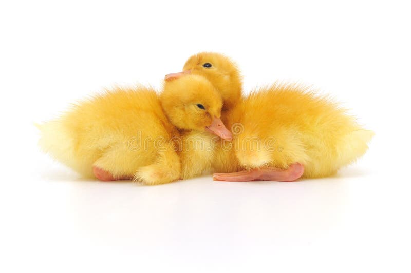 Two Ducklings Isolated on White Stock Image - Image of friends ...