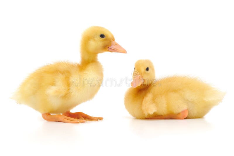 Ducks stock photo. Image of beautiful, duckies, ducklings - 14795356