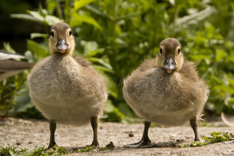 Two Ducklings stock photo. Image of duckling, duck, soft - 9777672