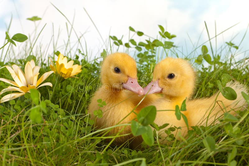 Two ducklings in grass stock image. Image of born, closeup - 29298599