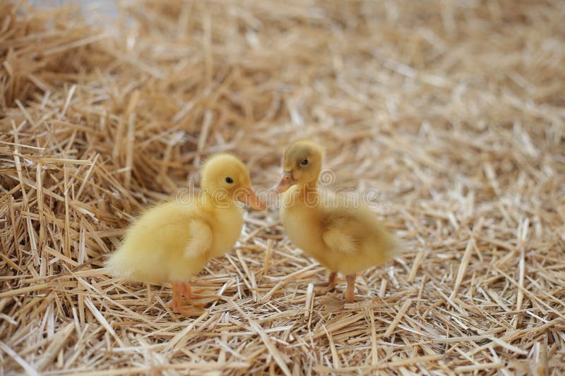 Two ducklings on hay stock image. Image of little, nature - 277762877