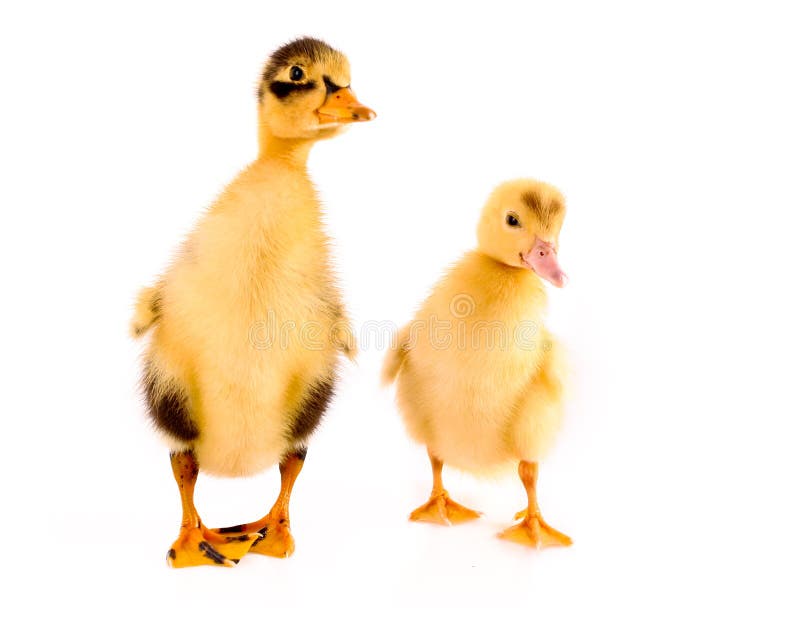 Two ducklings isolated stock image. Image of partner - 14645761