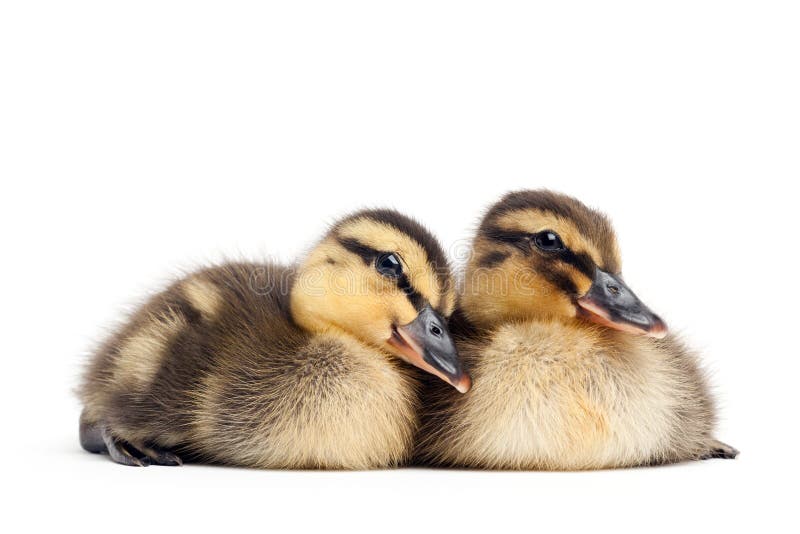 Two Ducklings Isolated on White Stock Image - Image of friends ...