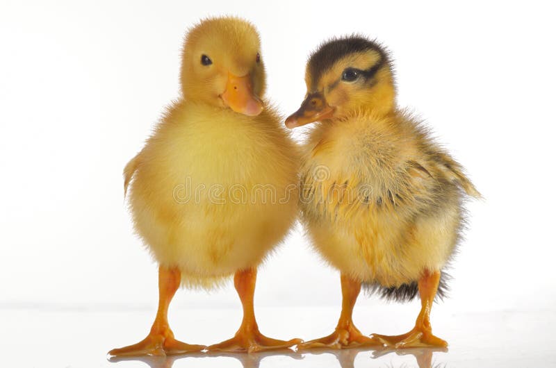 Two Ducklings Isolated on White Stock Photo - Image of small, beak ...