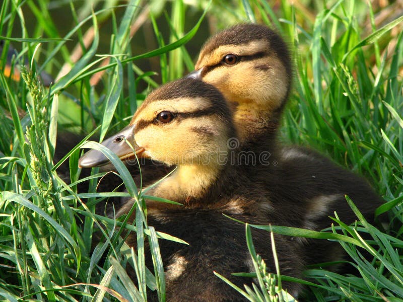 Two ducklings stock photo. Image of nature, close, bird - 56272218