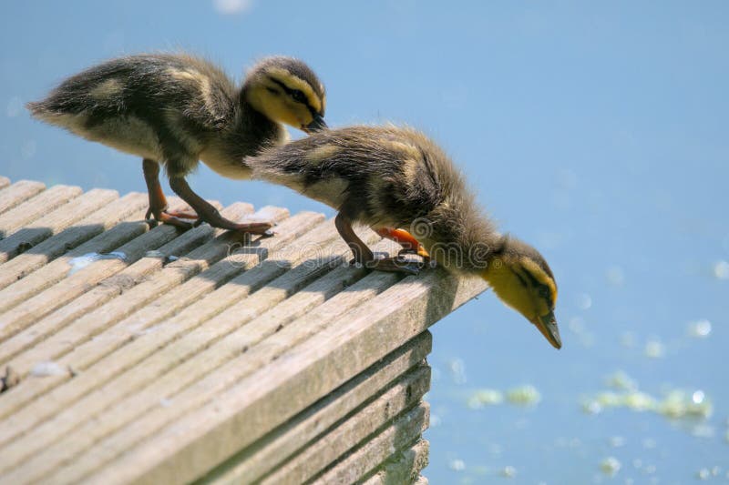 Two Ducklings on a Pier, One is Jumping Down Stock Photo - Image of ...