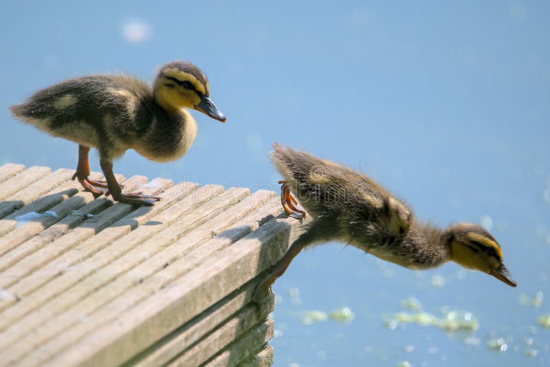 Two Ducklings on a Pier, One is Jumping Down Stock Image - Image of ...