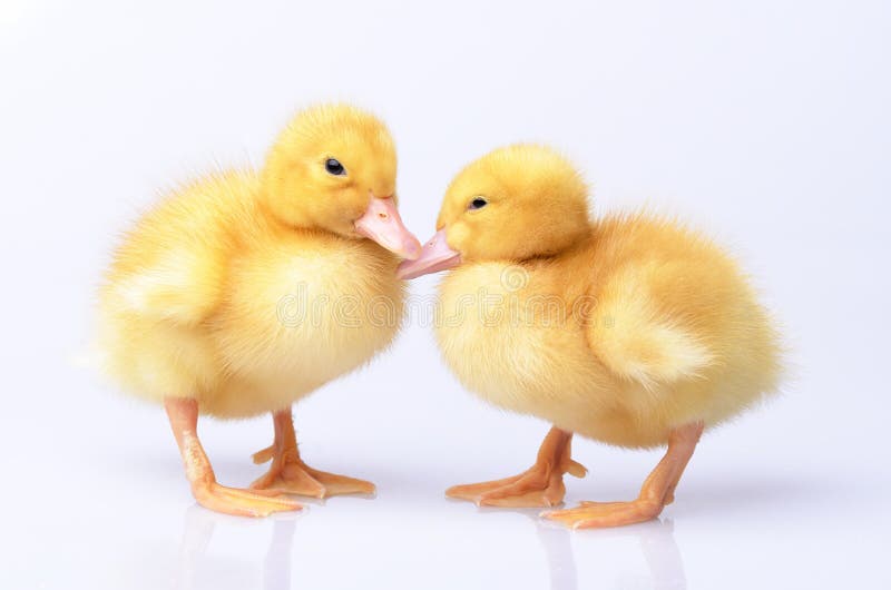 Two Ducklings Isolated On White Stock Image - Image of companion, bird ...
