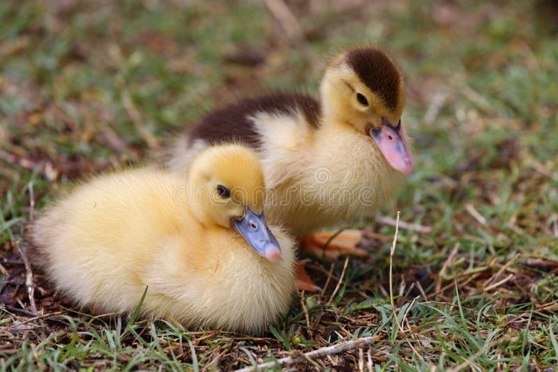 Ducklings stock image. Image of feathers, duck, cute - 30225267