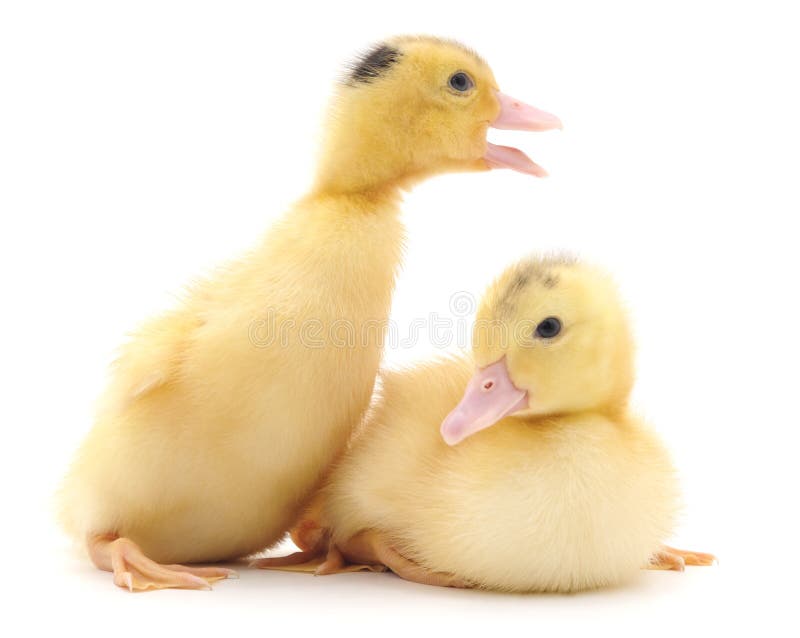 Group ducklings. stock photo. Image of webbed, small - 54888032