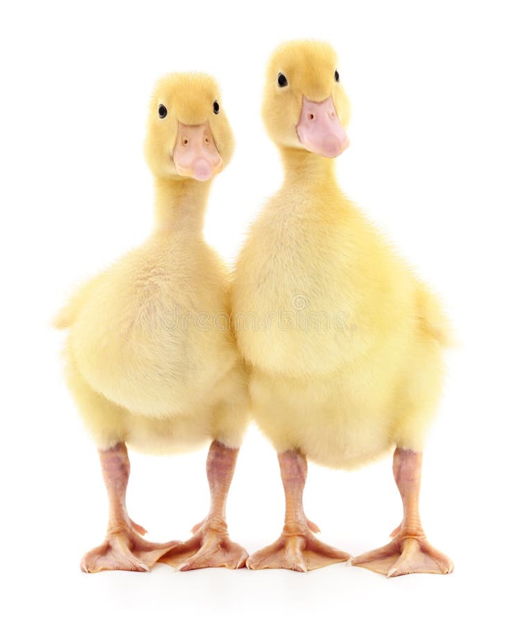 Two ducklings. stock image. Image of isolated, animals - 76499391