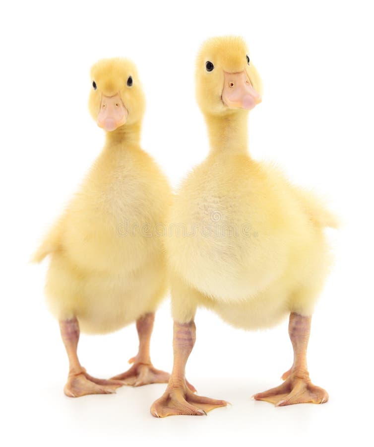 Two ducklings. stock image. Image of isolated, animals - 76499391