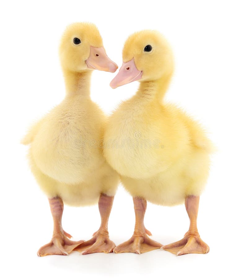 Two ducklings. stock image. Image of agriculture, domestic - 61240319