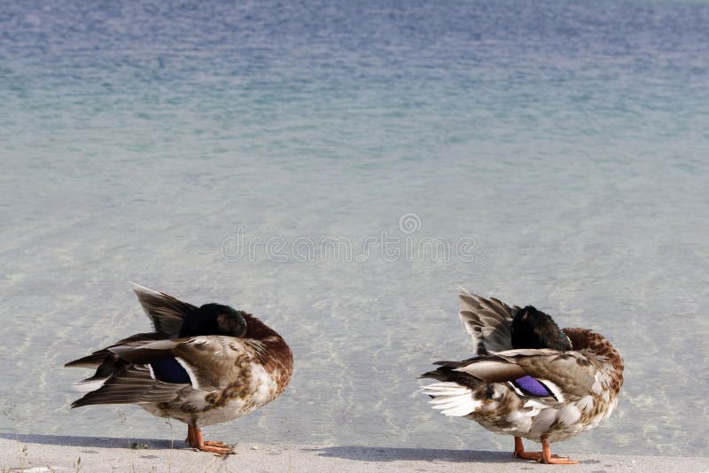 Two ducks stock image. Image of wings, spring, preening - 11548523