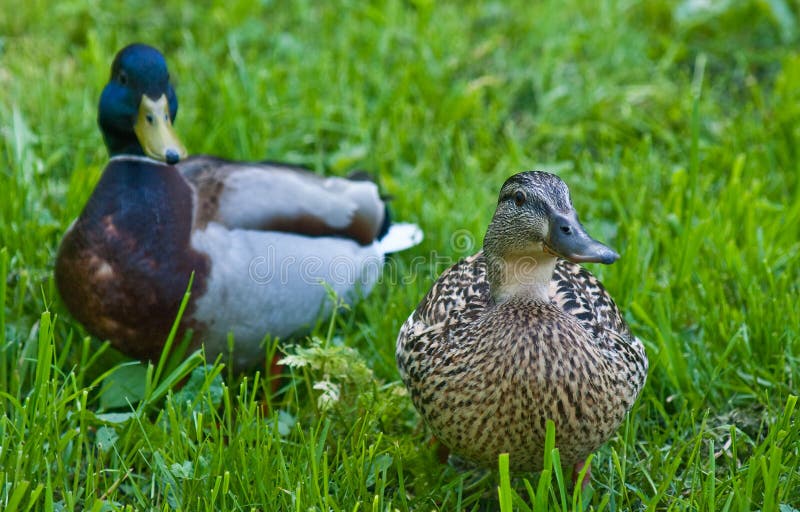 Two ducks stock photo. Image of duck, animal, bird, blue - 12922774