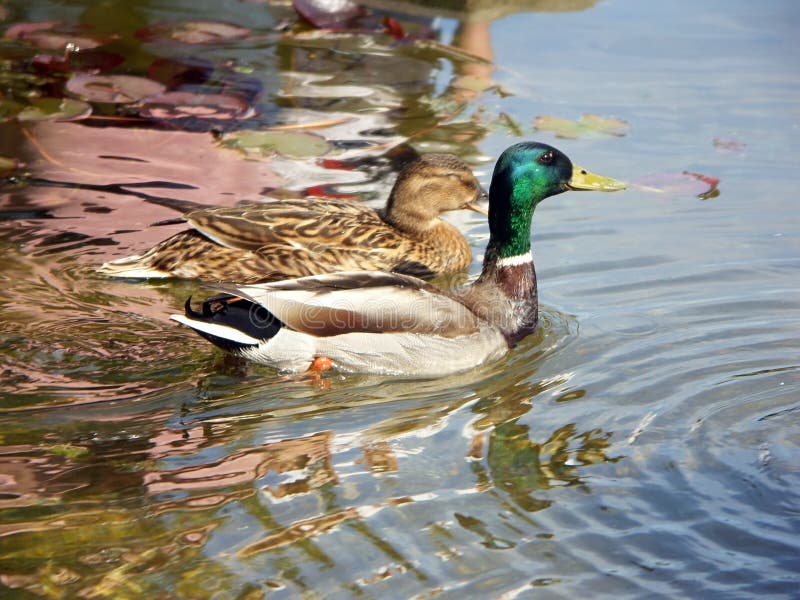 Two ducks stock photo. Image of birds, mallard, lake, animals - 140032
