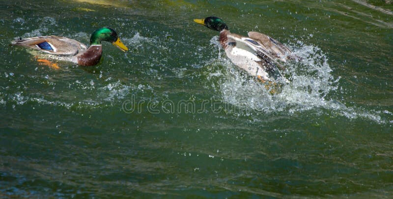 Two Ducks Arguing in the Water Stock Image - Image of green, defense ...