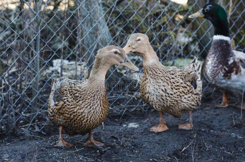 Two Ducks in the Aviary for Birds Close Up Stock Photo - Image of ...